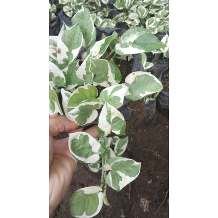 Jual Tanaman hias sirih gading Belanda, sirih njoy, sirih koin daun 6 ...