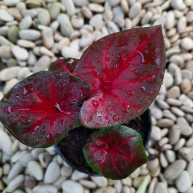 Jual Tanaman Hias Keladi Red Devil / Tanaman Hias Anakan Keladi Murah ...