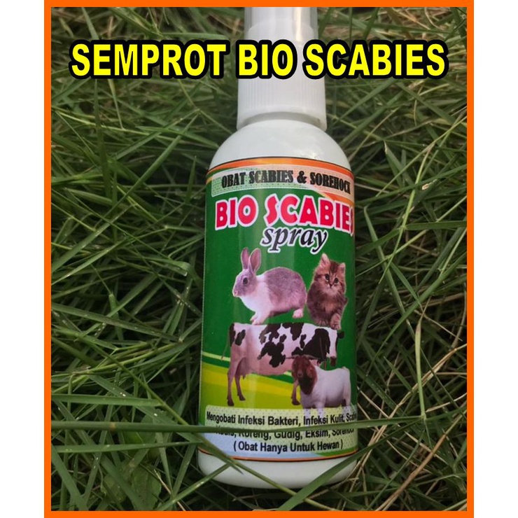 Jual Obat Scabies Kelinci Paling Manjur | Jual Obat Scabies Hewan ... Jual Obat Scabies Kelinci Paling Manjur | Jual Obat Scabies Hewan ...