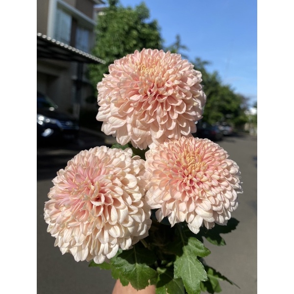 Jual FRESH FLOWER GOMPIE Chrysant bunga segar | Shopee Indonesia