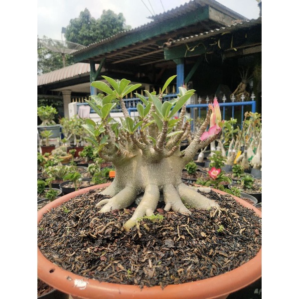 Jual Adenium Arabikum Prokar Akar Gurita size Besar Siap Pajang dan ...