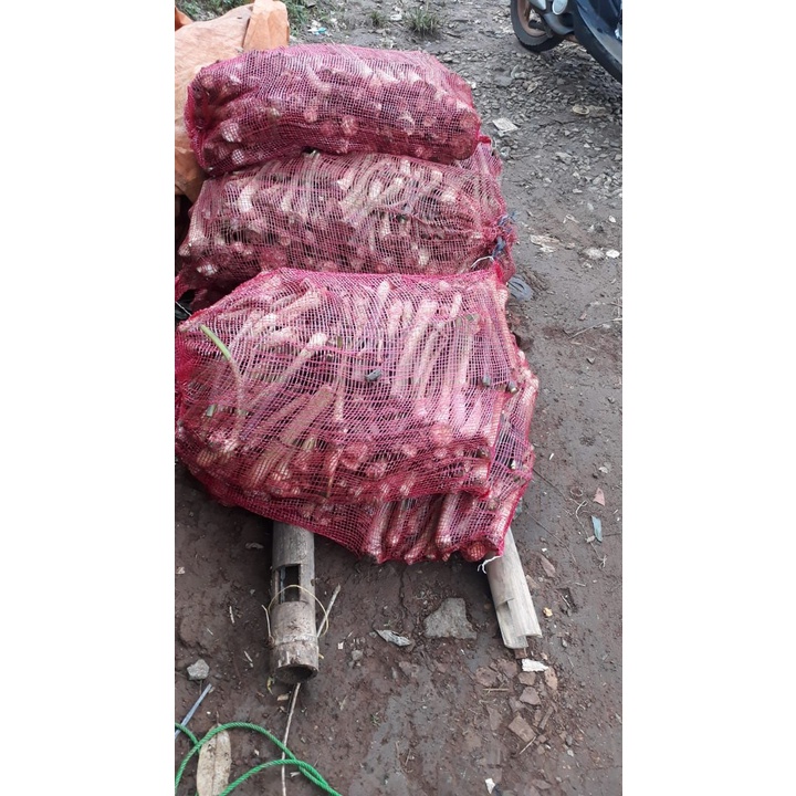 Jual Bibit Talas Beneng Asli Pandeglang dan Pucuk Merah Tolong Baca ...