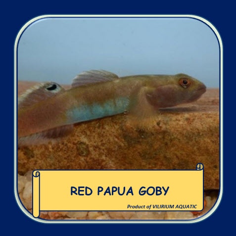 Jual IKAN HIAS AIR TAWAR - GOBY MERAH PAPUA / RED PAPUA GOBY FISH ...