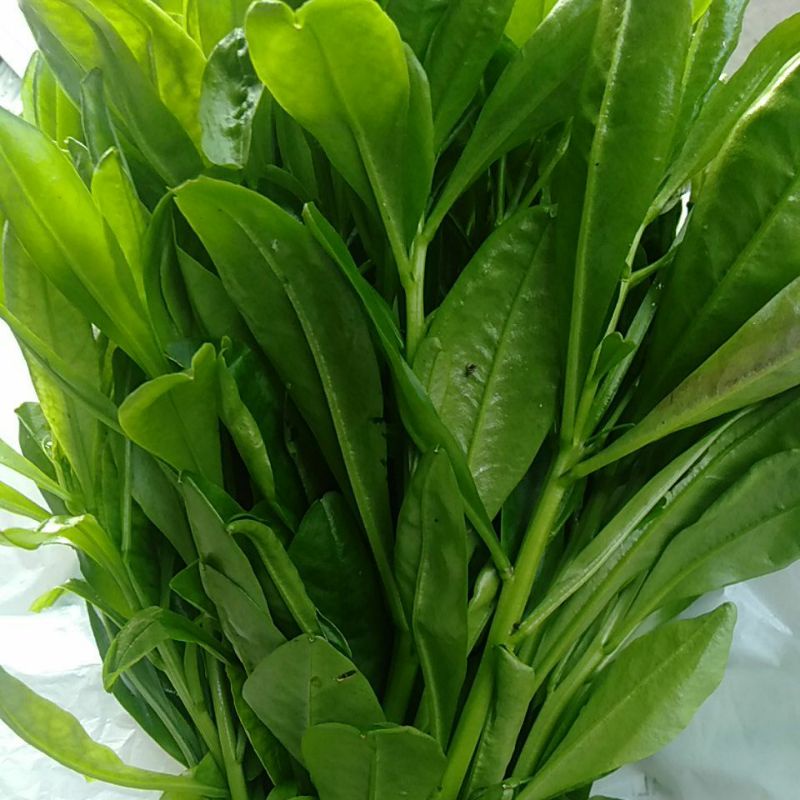 Jual Sayur Daun Ginseng segar per ikat minim order 2 ikat@ | Shopee ...