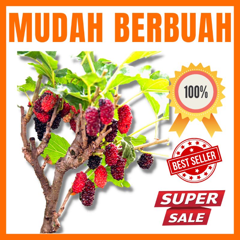 Jual Tanaman Murbei bahan bonsai murbei morus | Shopee Indonesia
