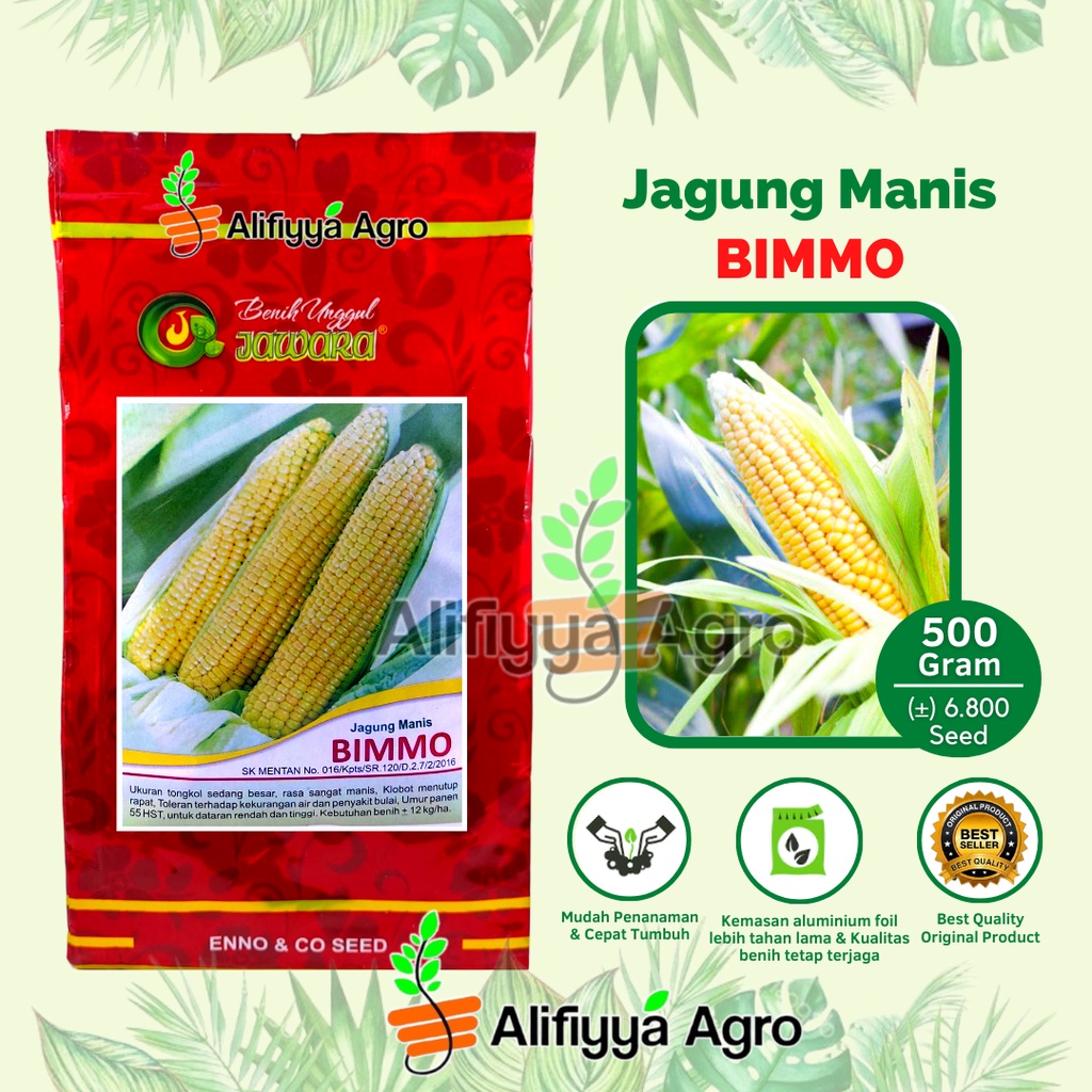 Jual BENIH JANGUNG MANIS BIMMO ISI 500 GRAM ( +/- 3400 BENIH ) | Shopee Indonesia