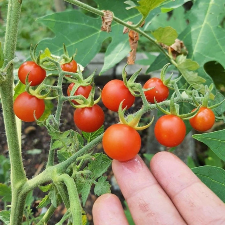 Jual Tanaman Buah Tomat Cherry Mini - Tomat Ceri Siap Berbuah | Shopee ...