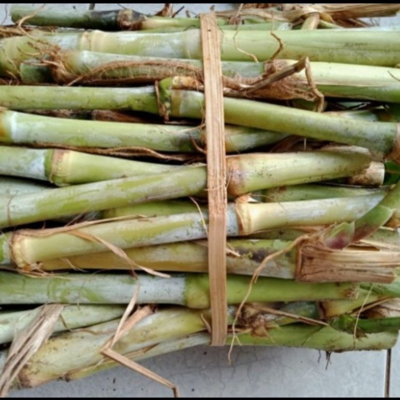Jual bibit stek rumput pakcong pakan sapi per 1 stek | Shopee Indonesia