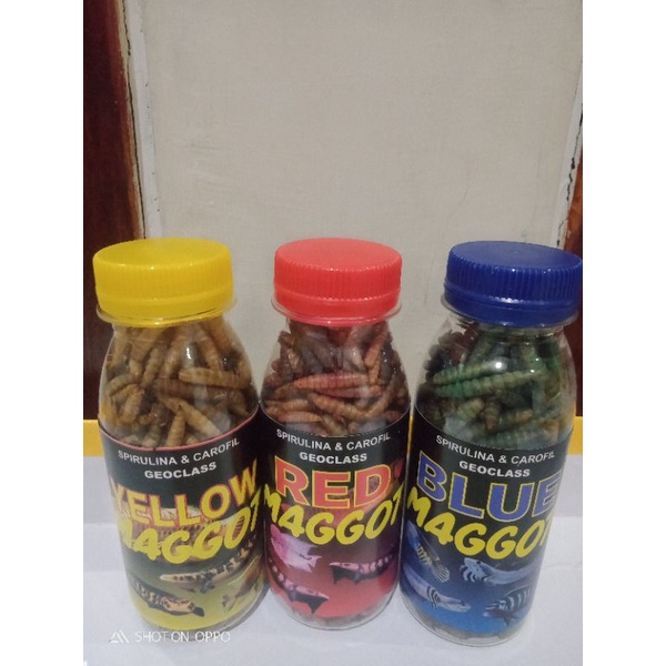 Jual Yellow maggot,Red maggot,Blue maggot pakan ikan predator. | Shopee ...