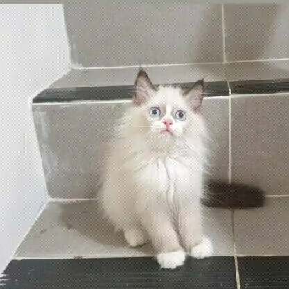 Jual jual anak kucing ragdol ragdoll ragdool rakdol adopsi kucing ...