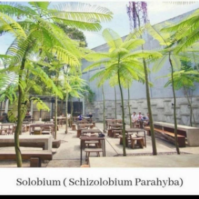 Jual Tanaman hias pakis brazil / solodium 1 meter | Shopee Indonesia