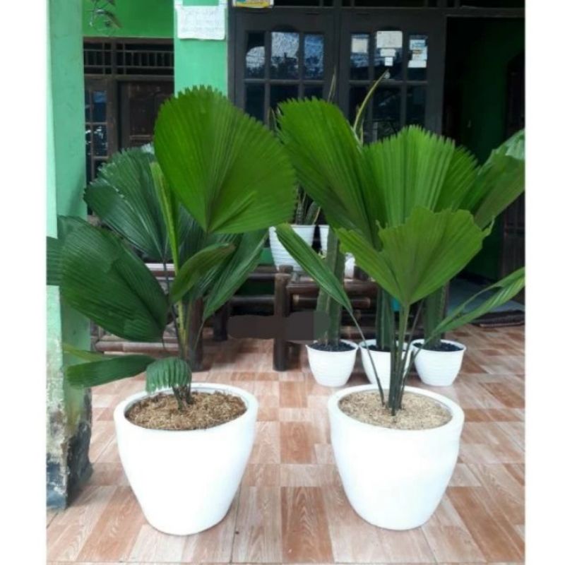 Jual Tanaman Hias Palem Kol Palem Kohl / Pohon Palem Kipas Ukuran Besar ...