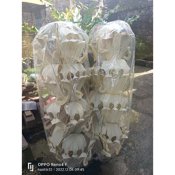 Jual bakang bakang cobra | Shopee Indonesia