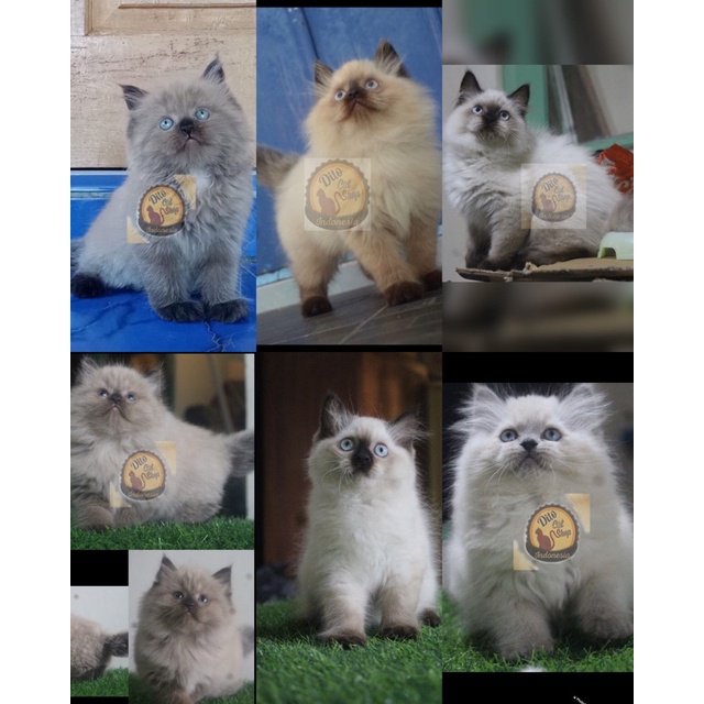Jual Kucing Persia Anggora Munchkin Himalaya Ragdol Super | Shopee ...