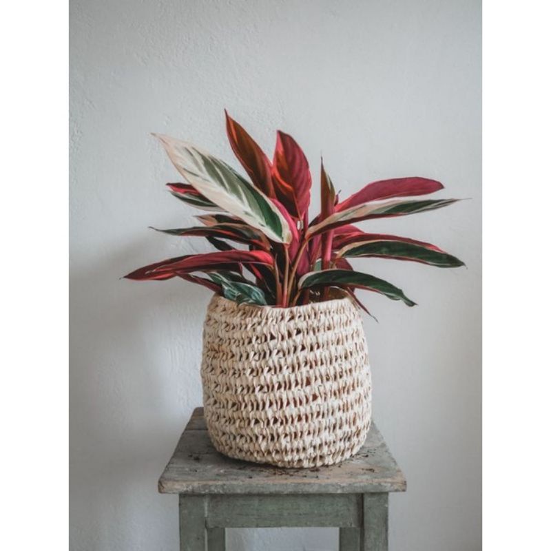 Jual Tanaman Hias Calathea Meranti Bali - Tanaman Hias Hidup Meranti ...