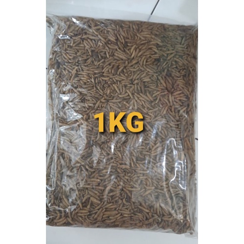 Jual Maggot Kering (1KG) | Shopee Indonesia