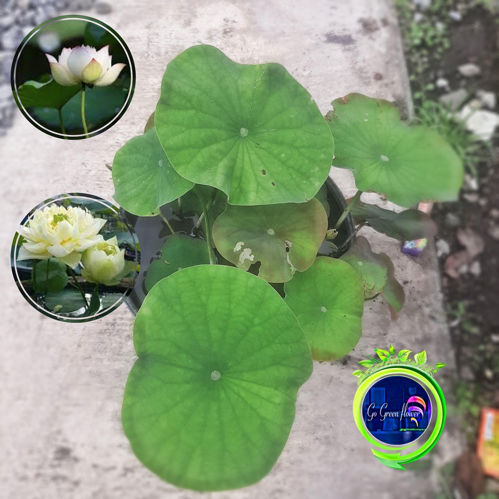 Jual BUNGA LOTUS BUNGA SEROJA tanaman lotus VASUKI PING LOTUS HEARD ...