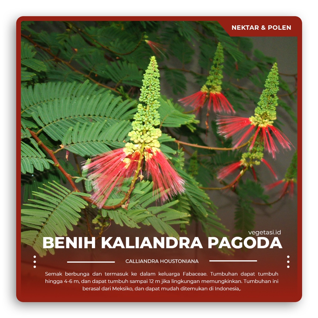 Jual Benih Kaliandra Merah / Kaliandra Pagoda untuk ternak dan pakan ...