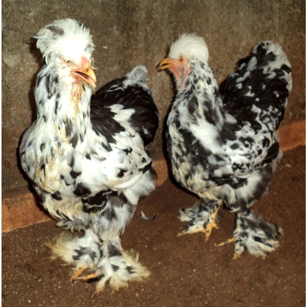 Jual Ayam brahma park black motled sepasang usia 5 bulan ( real foto ...