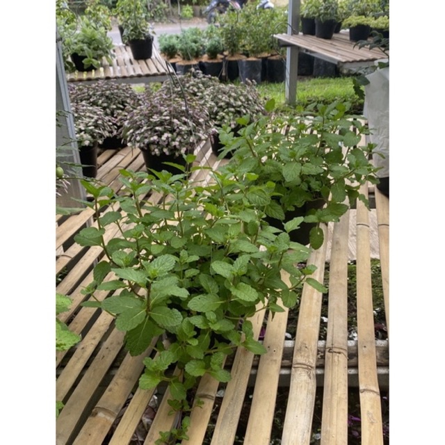 Jual tanaman daun mint // daun peppermint // rimbun | Shopee Indonesia