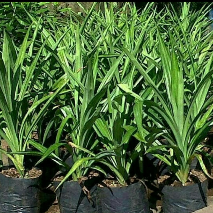 Jual Bibit Pandan Wangi Daun Pandan Pohon Pandan Tanaman Pandan ...