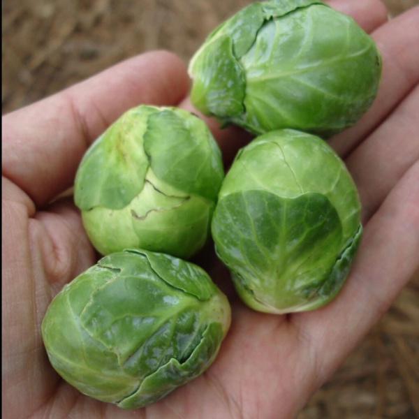 Jual Benih Bibit Sayur Kol / Kubis Kecil Mini - Brussel Sprouts Isi 15 ...