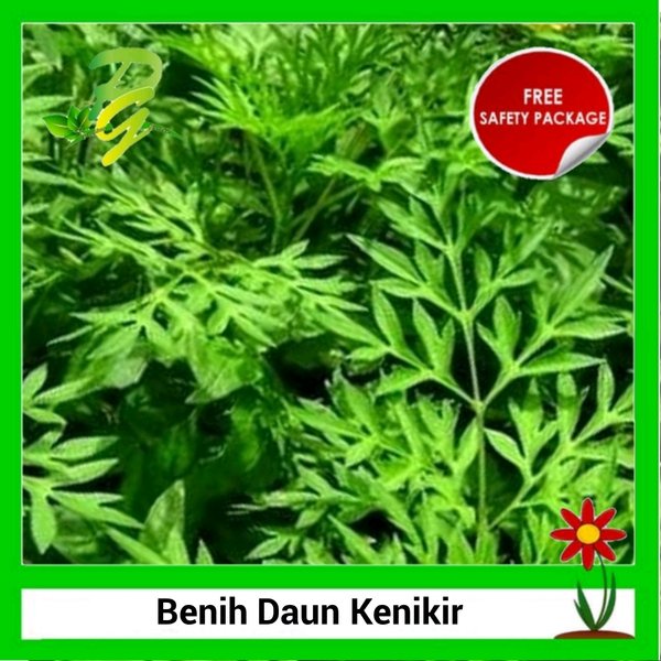 Jual Benih Biji Daun Kenikir | Benih Ulam Raja | Kenikir Lalap ...