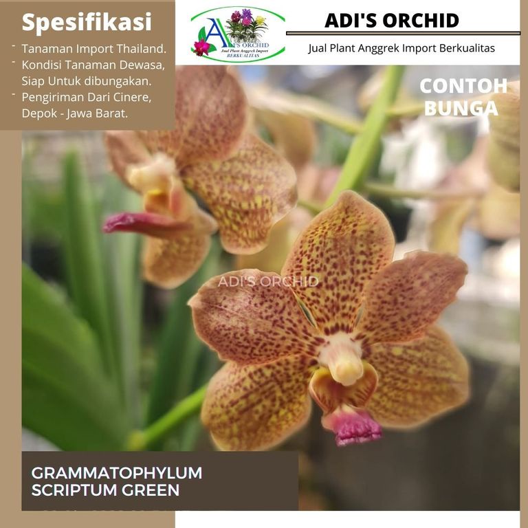 Jual Anggrek Vanda (Tessalata x Pudtan x Yip Sum Wah) x (Dr. Anek x Mem ...