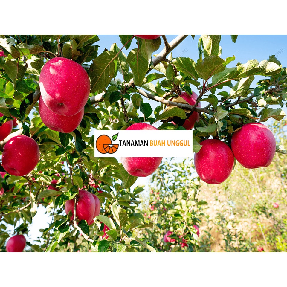 Jual Bibit Apel Merah Super Cepat Berbuah | Shopee Indonesia