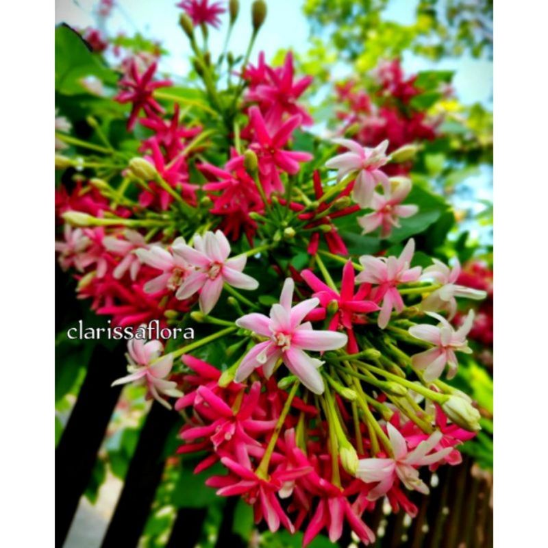 Jual Tanaman hias melati belanda-melati wangi-tanaman merambat-bunga ...