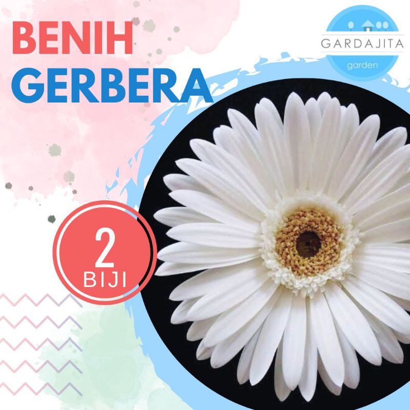Jual Benih GERBERA PUTIH [isi-2] Biji Bibit Bunga Herbras | Shopee ...