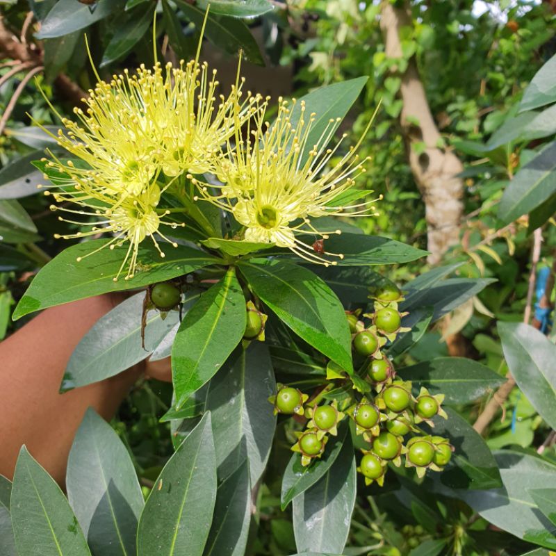 Jual Benih Santos Lemon Kuning 200 Biji tanaman pakan lebah klanceng ...