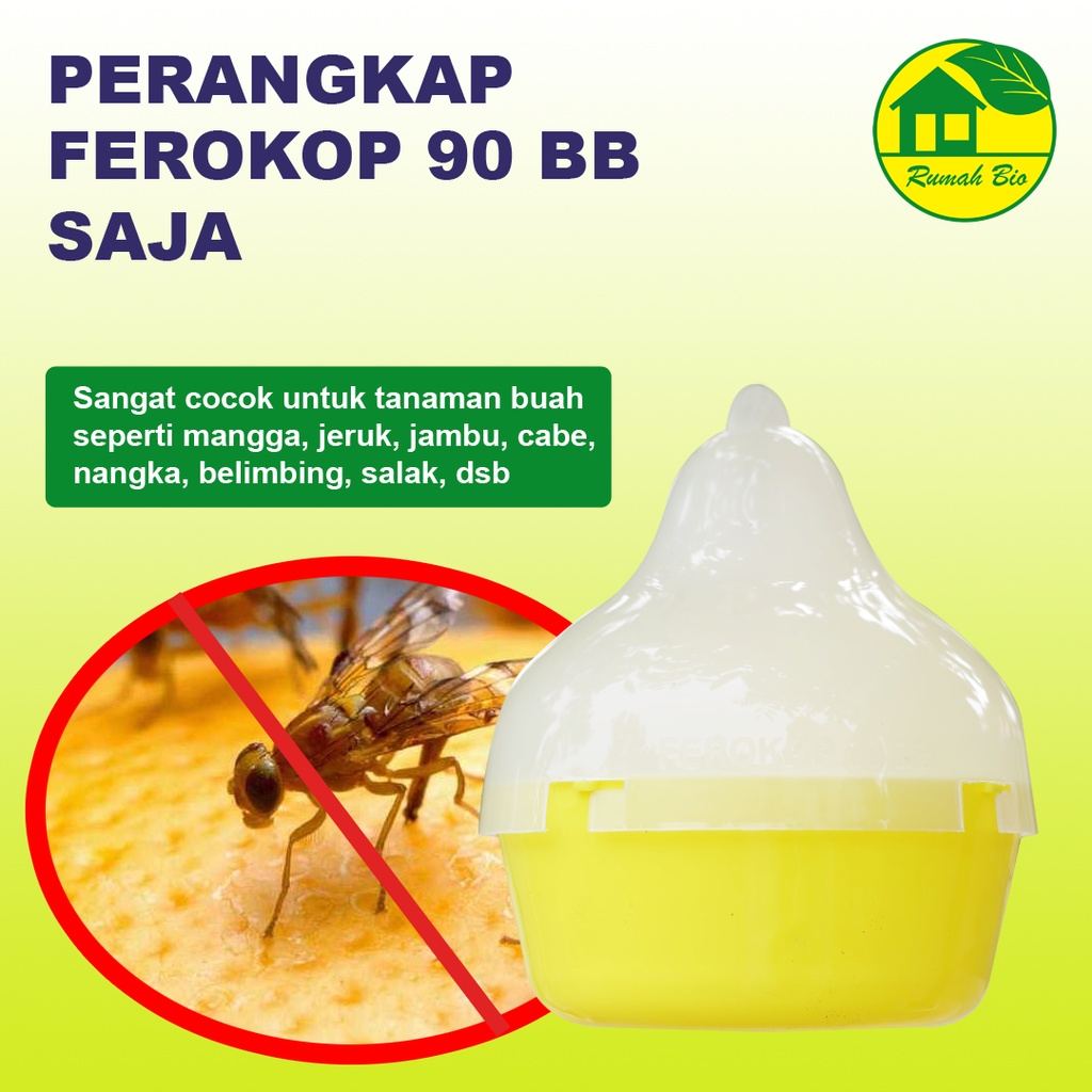 Jual Perangkap ferokop saja pengendali hama lalat buah | Shopee Indonesia