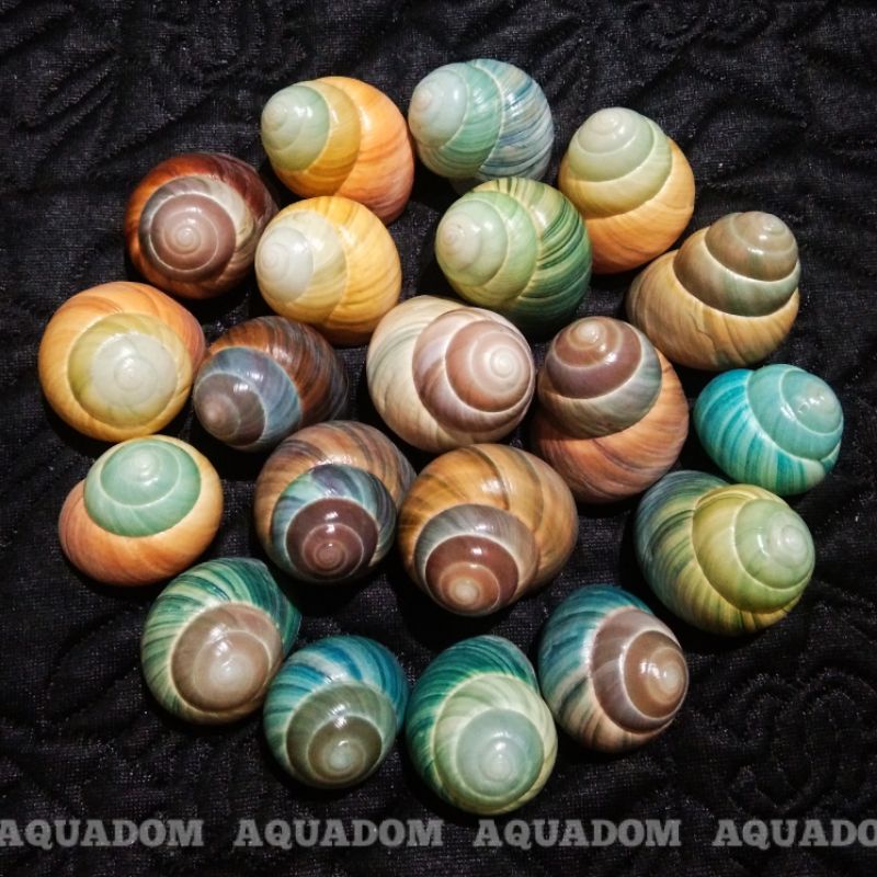Jual CANGKANG KERANG ASPERITAS BIMAENSIS SHELL GREEN LAND SNAIL SUMBAWA ...