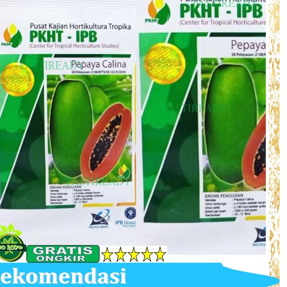 Jual Skuy Beli BENIH PEPAYA CALINA CALIFORNIA pkht IPB ISI 250 botani ...