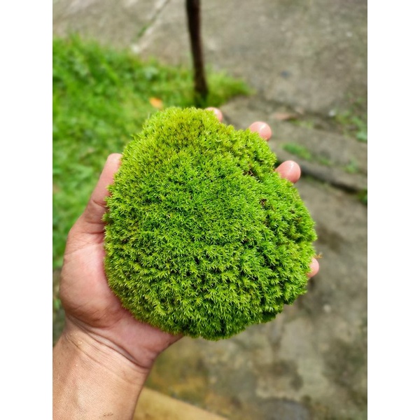 Jual Lumut hutan / moss mutiara (500 gram) | Shopee Indonesia