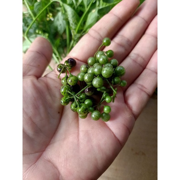 Jual buah Ranti hutan atau leunca hayam 100grm | Shopee Indonesia