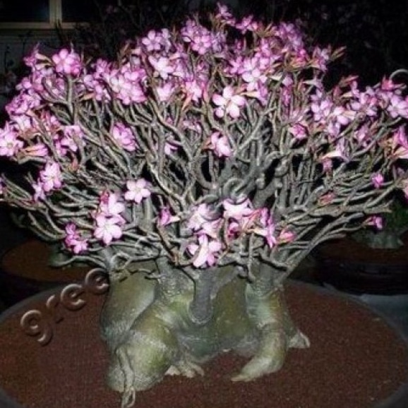 Jual Biji Benih Bibit Bonsai Adenium Arabicum - Black Somalense ...