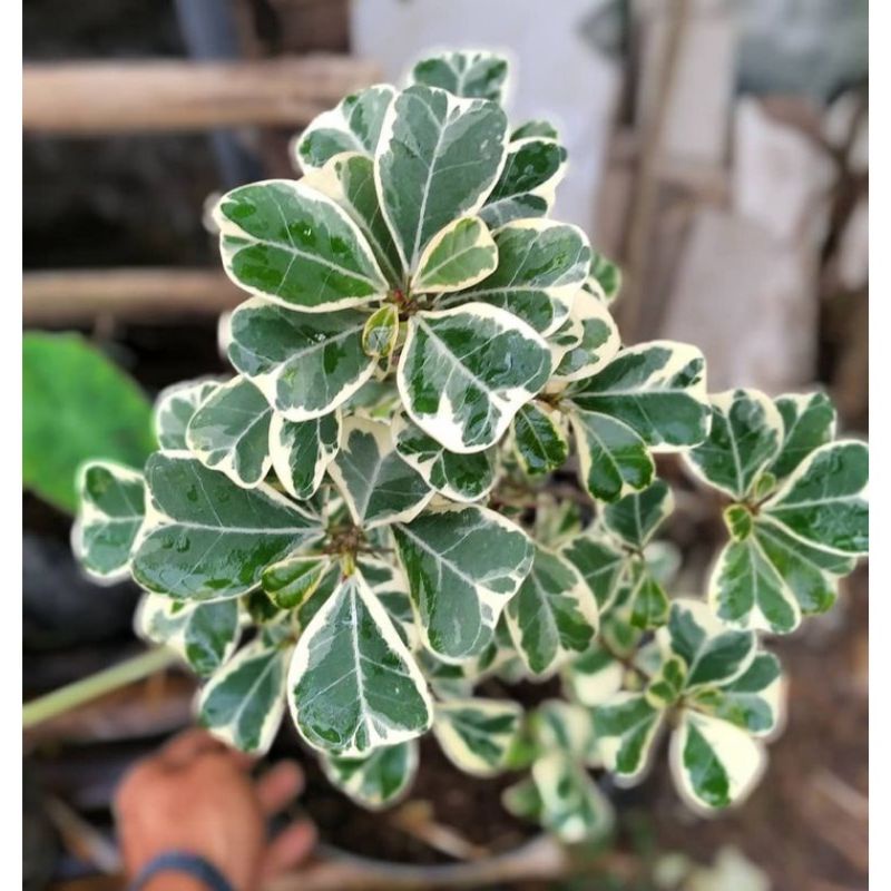 Jual Tanaman Hias Ficus Varigata Tanaman Kupu Kupu Varigata Rimbun ... Jual Tanaman Hias Ficus Varigata Tanaman Kupu Kupu Varigata Rimbun ...