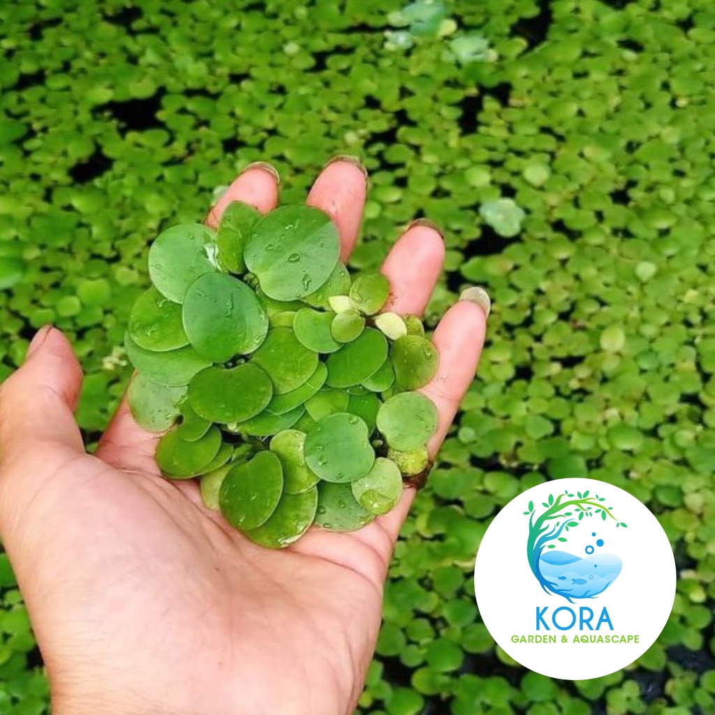 Jual Frogbit Amazon - Tanaman Air Tanaman Apung Aquascape / Aquarium ...