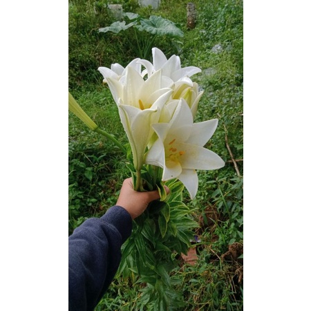 Jual bibit lily/tanaman hias/ hidup/ bunga hias | Shopee Indonesia