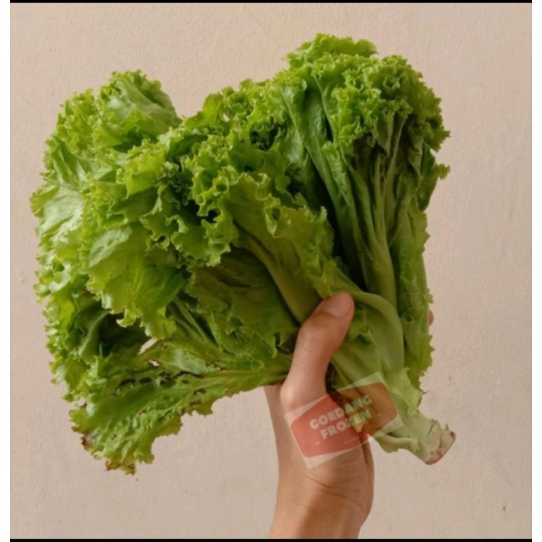 Jual Sayur Slada Selada 250gr | Shopee Indonesia