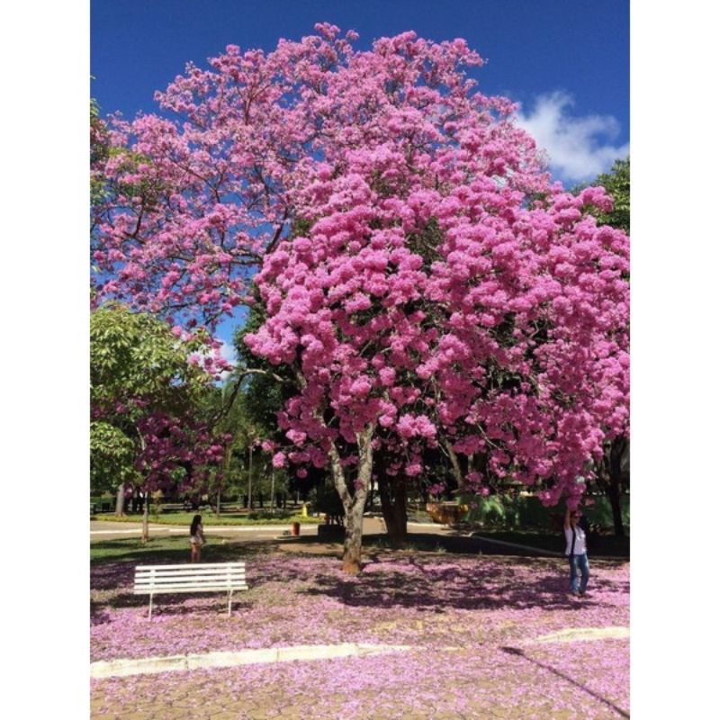 Jual Tanaman Hias Tabebuya Bunga Pink - Bibit Tabebuya - Pohon Tabebuya ...