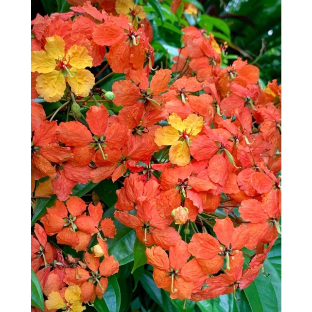Jual Bunga bauhinia kockiana / bauhinia oren / vegetasi lebah klanceng ...