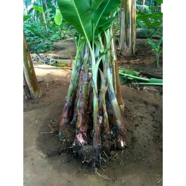 Jual Bibit Pohon Pisang Ambon Lumut | Shopee Indonesia