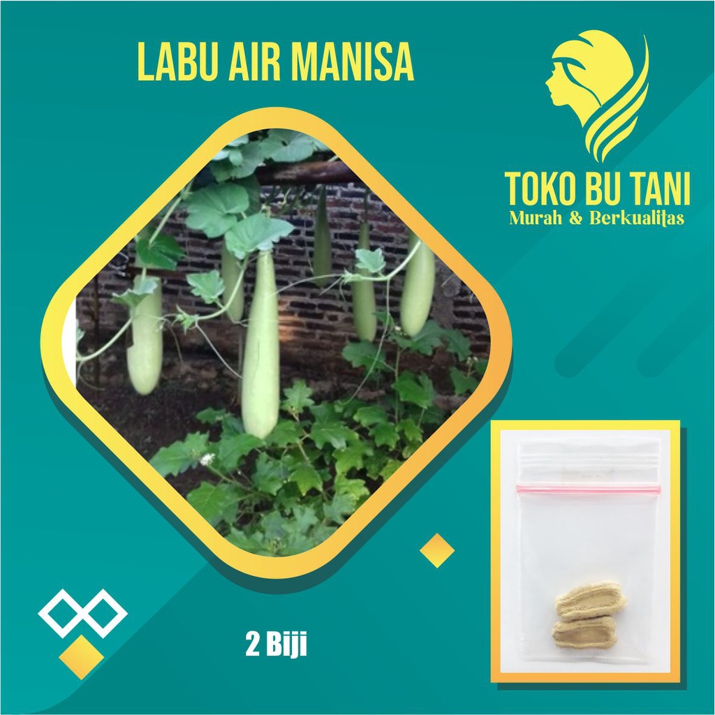 Jual Benih Buah Labu Air Manisa Bibit Buah Labu Air Manisa Benih Buah ...