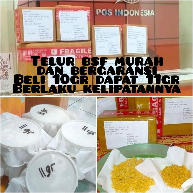 Jual telur maggot / bibit maggot / lalat bsf murah 11 gram | Shopee ...
