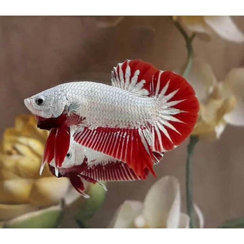 Jual PK RDS RED DRAGON SNOW WHITE | Shopee Indonesia