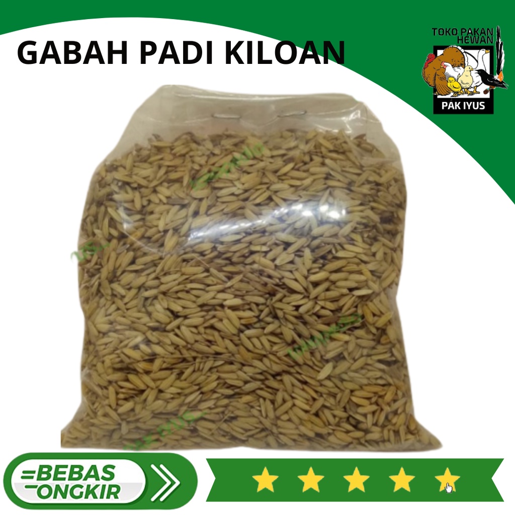 Jual GABAH PADI KERING BERAS MERAH KILOAN PAKAN UNGGAS AYAM BURUNG DLL ...