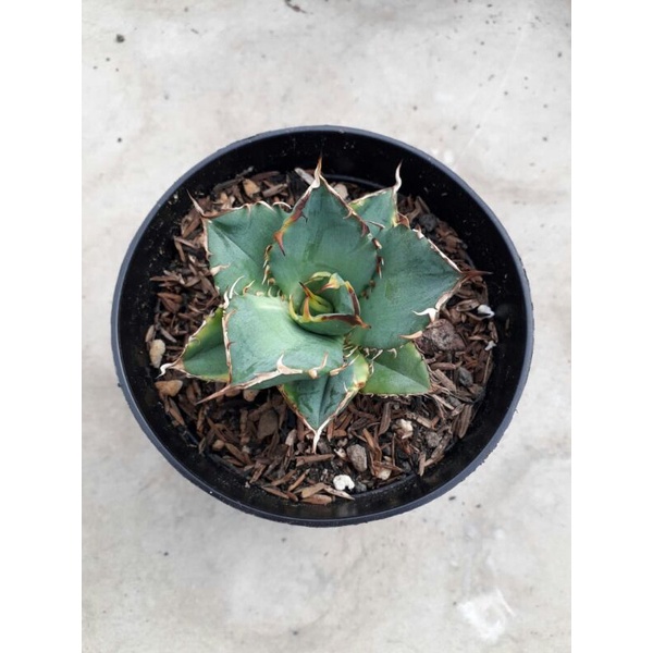 Jual agave titanota banana peel | Shopee Indonesia